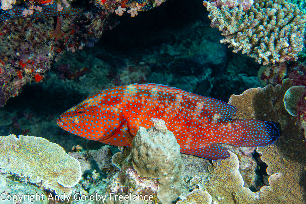 Coral Grouper on July 12, 2024 at 12:40 PM by Jane Kempler & Andrew ...