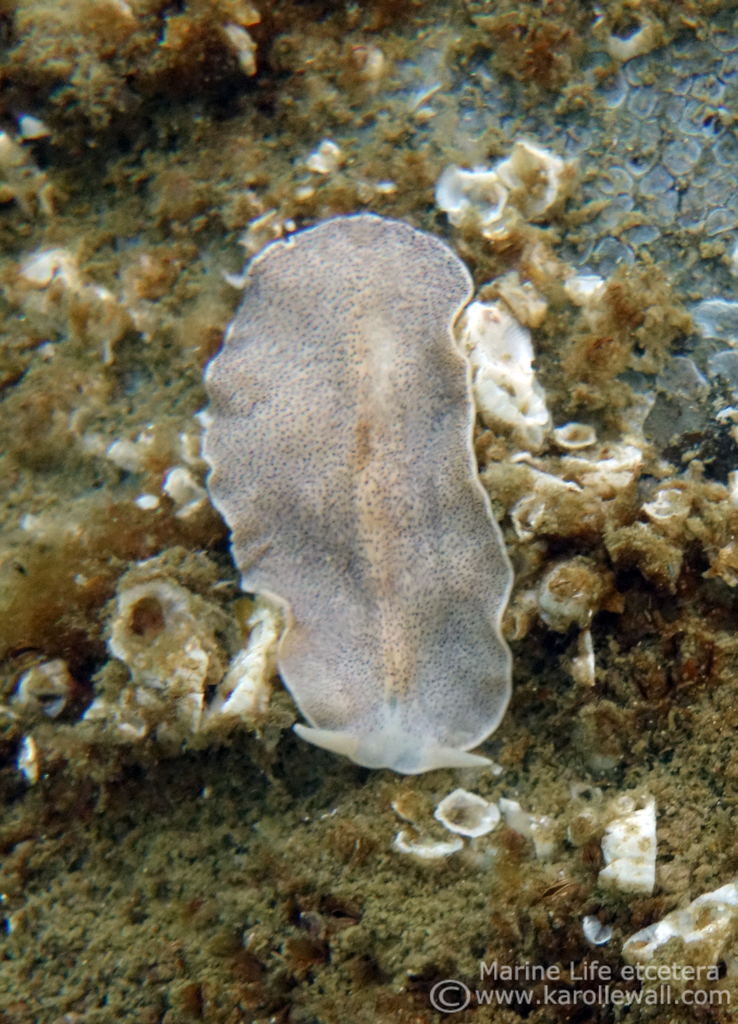 Eurylepta leoparda (Polyclad flatworms of California) · iNaturalist