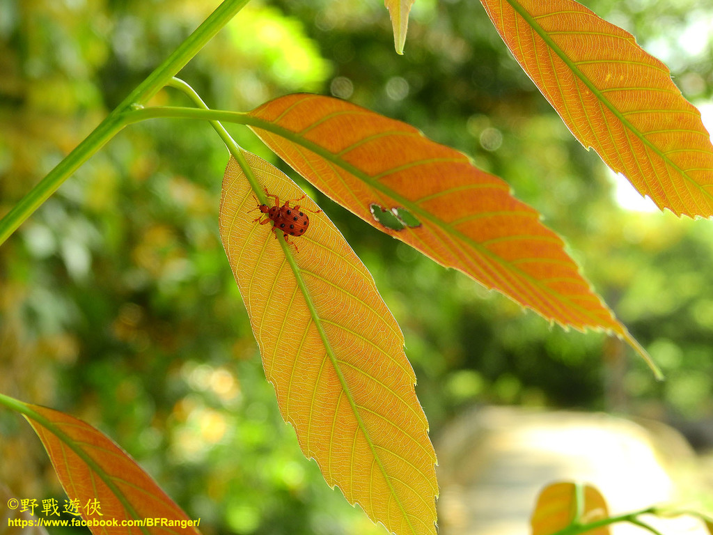 Agomadaranus pardaloides from 台灣新北市 on March 31, 2018 at 11:47 AM by ...