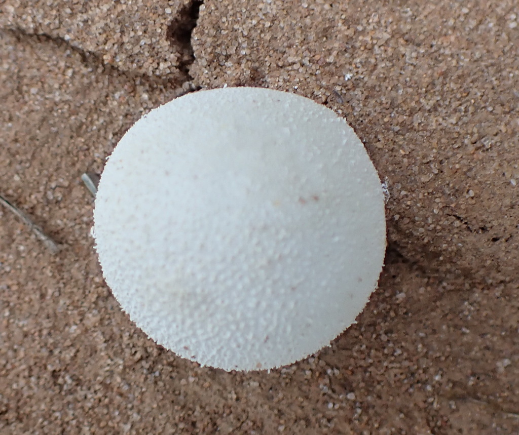 Meadow Puffball from Belvidere Plantation, Garden Route District ...