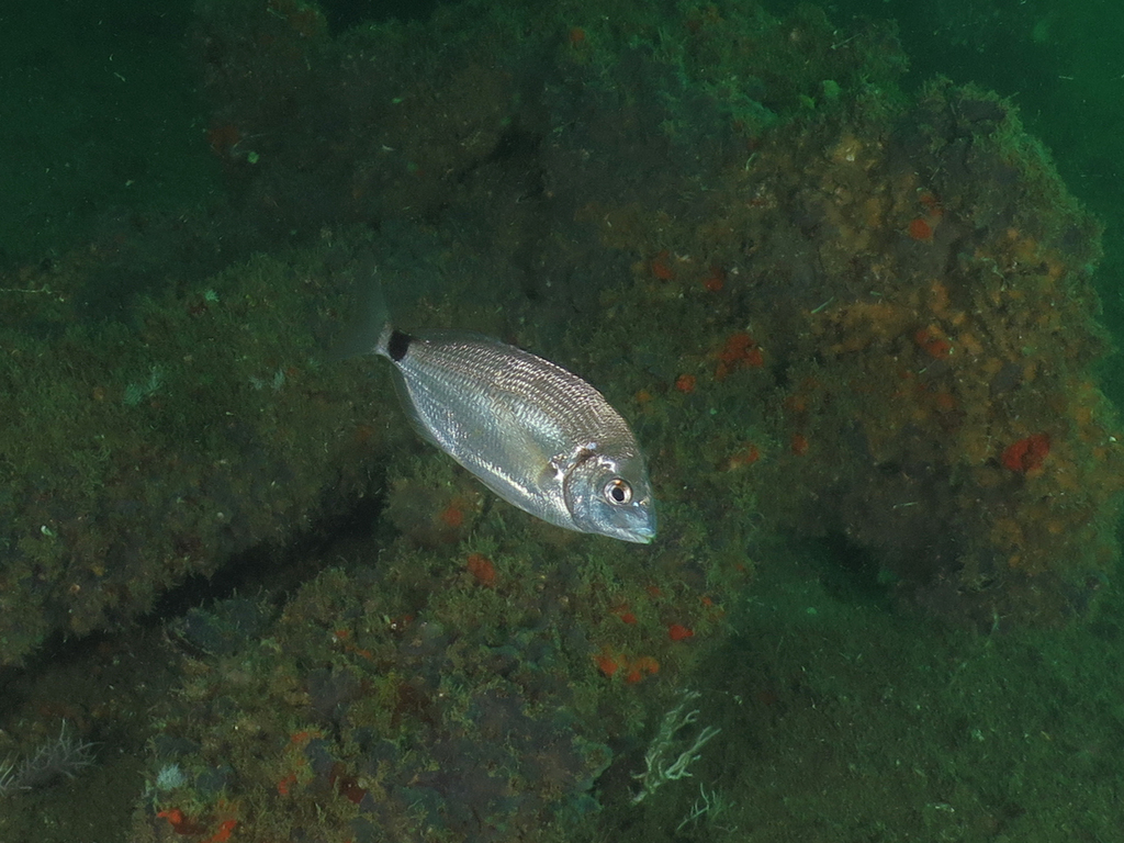 Senegal seabream (Diplodus bellottii) - Marine Life Identification