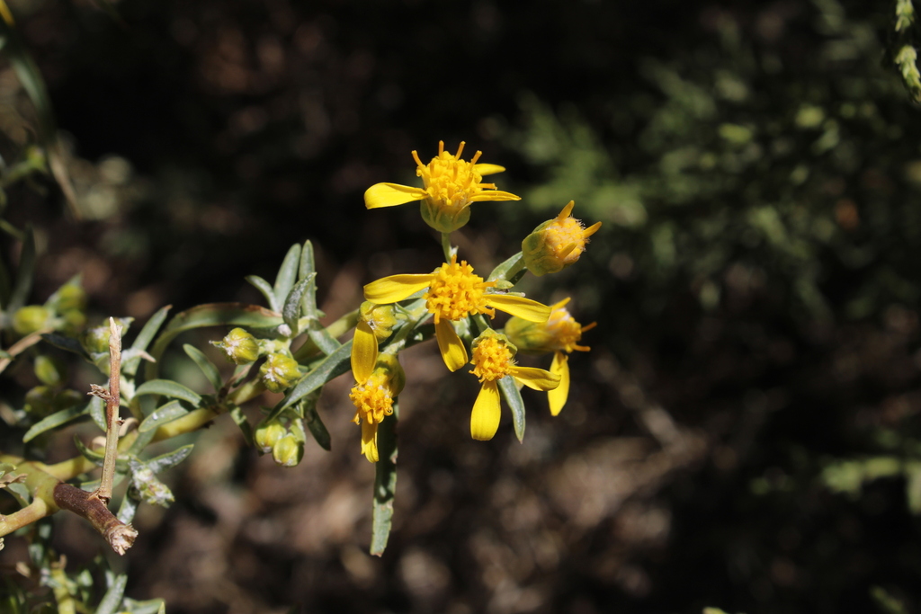 Willow Ragwort from Súchil, Dgo., México on March 11, 2025 at 12:57 PM by Rodolfo Maximiliano ...