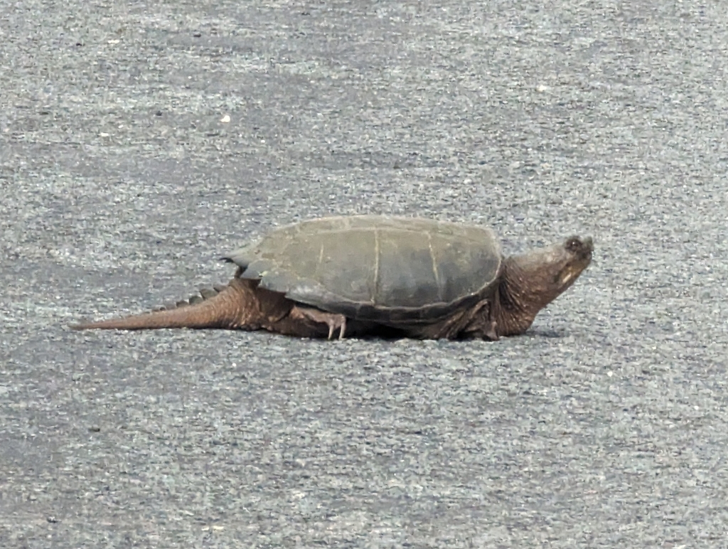 Common Snapping Turtle from Waymart, PA 18472, USA on June 3, 2024 at ...