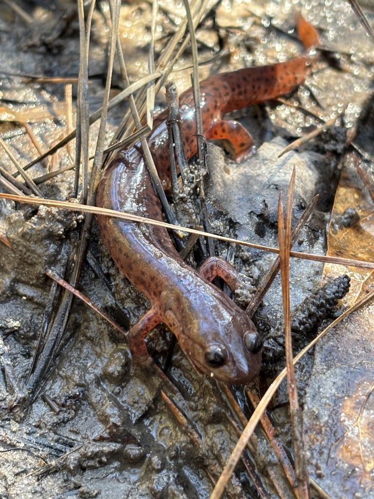 Mud Salamander from Little Pond Spur Trail, Fayetteville, NC, US on ...