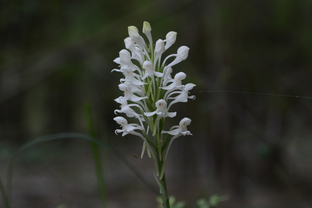 Habenaria roxburghii (Kanha National Park - Plants) · iNaturalist
