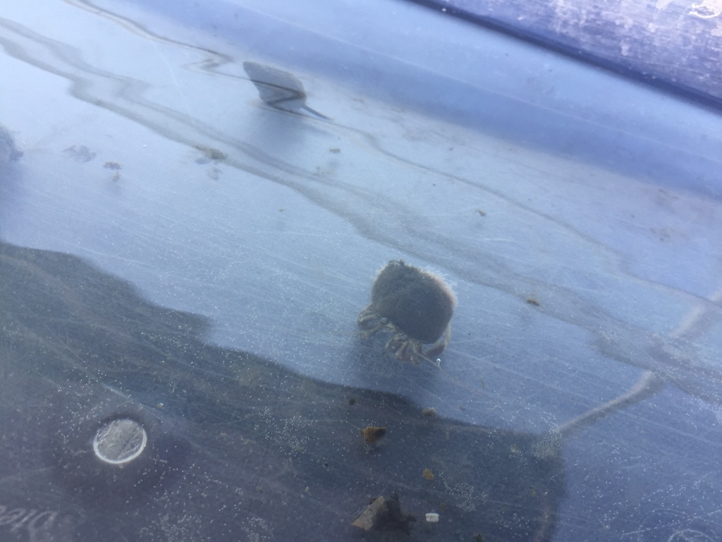 Long-claw Hermit Crab from Carson Beach, Boston, MA, US on August 9 ...