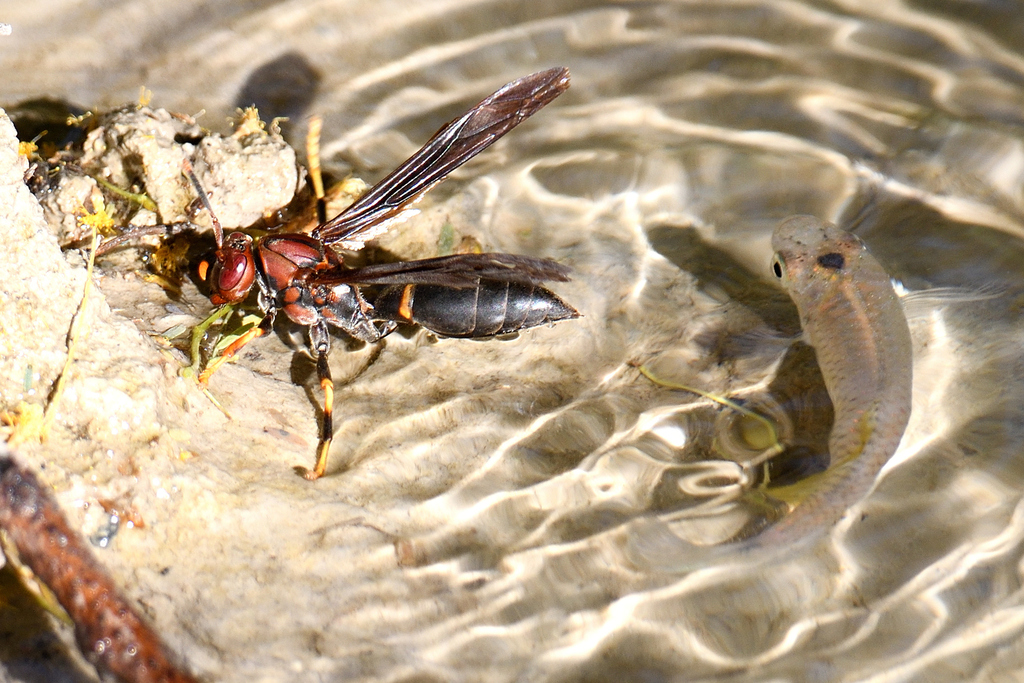 Ringed Paper Wasp from Bustamante, N.L., México on March 13, 2025 at 08 ...