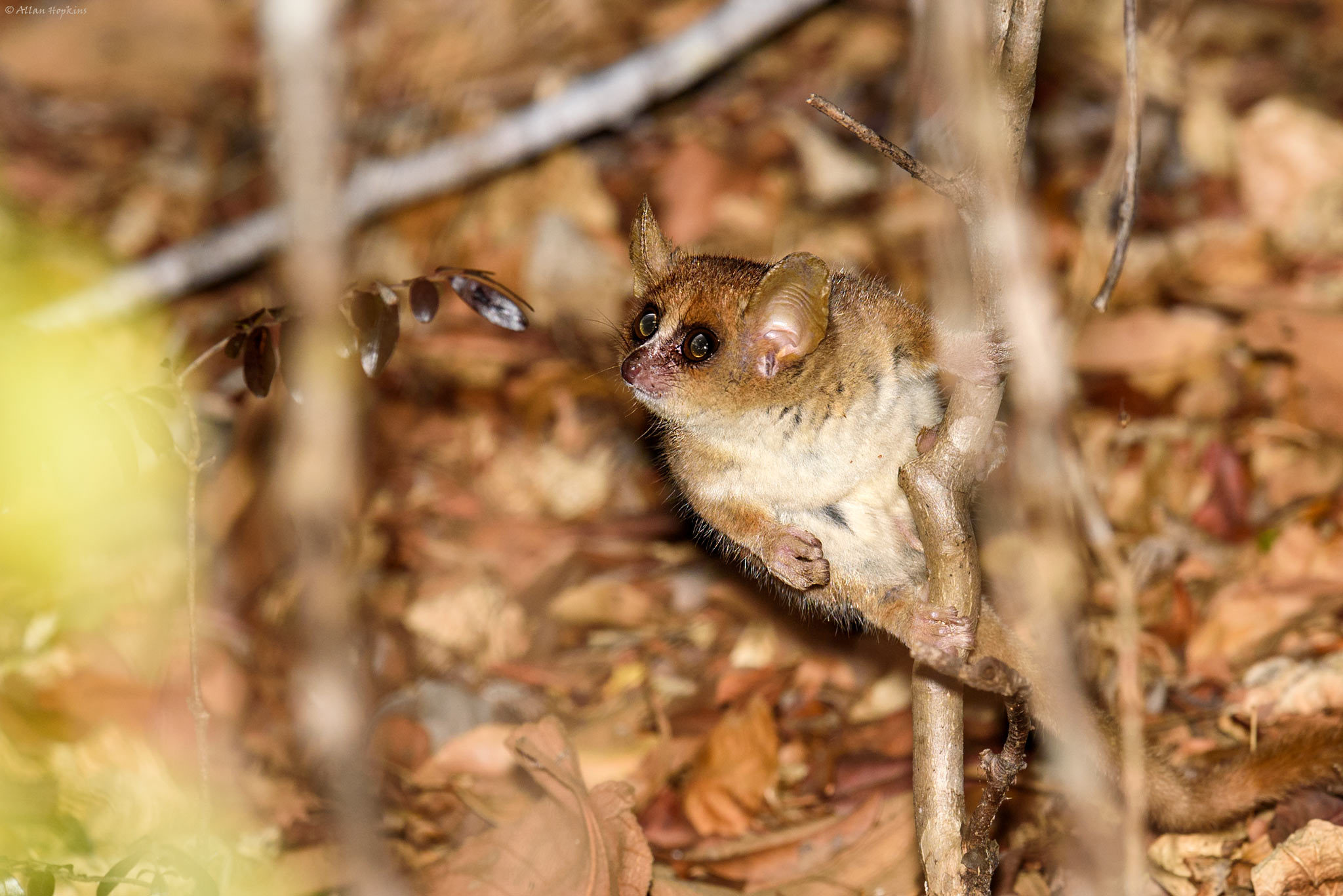 Microcebus murinus (J.F.Miller, 1777)