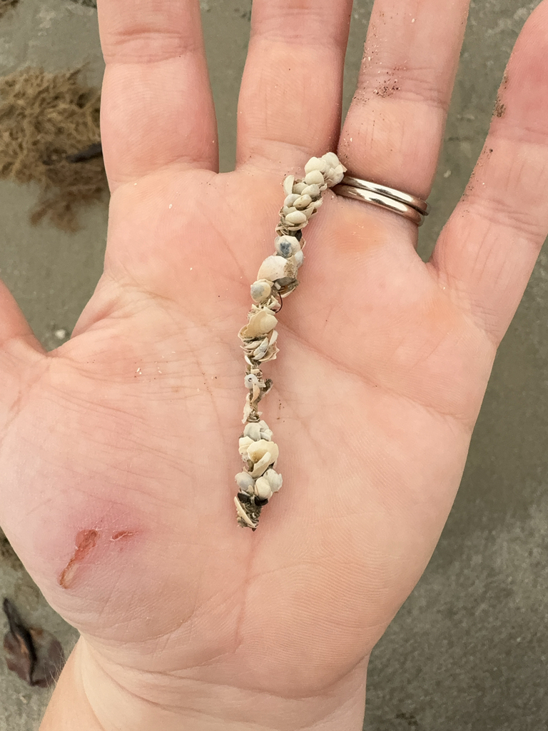 Plumed Worm from Galveston on March 13, 2025 at 08:10 AM by ...