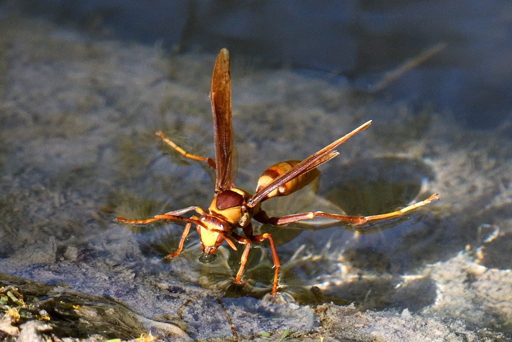 Horse Paper Wasp from Bustamante, N.L., México on March 13, 2025 at 09: ...
