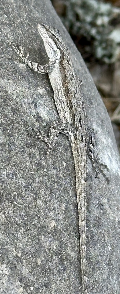 Ornate Tree Lizard from Hasenwinkel Rd, Comfort, TX, US on March 13 ...