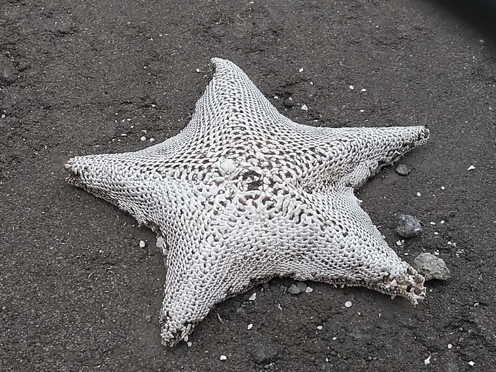 Blue Bat Star from Präfektur Iwate, Japan on July 14, 2019 at 03:16 PM ...