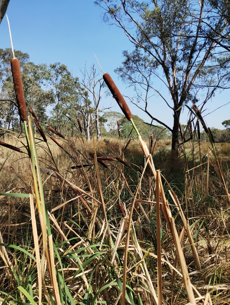 Cattails from Melbourne VIC, Australia on March 13, 2025 at 02:42 PM by ...