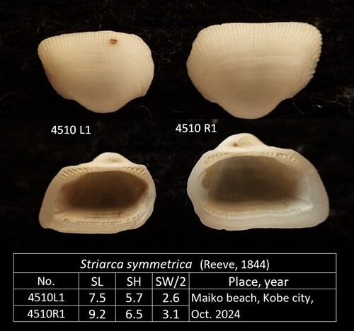 Striarca symmetrica · iNaturalist Mexico