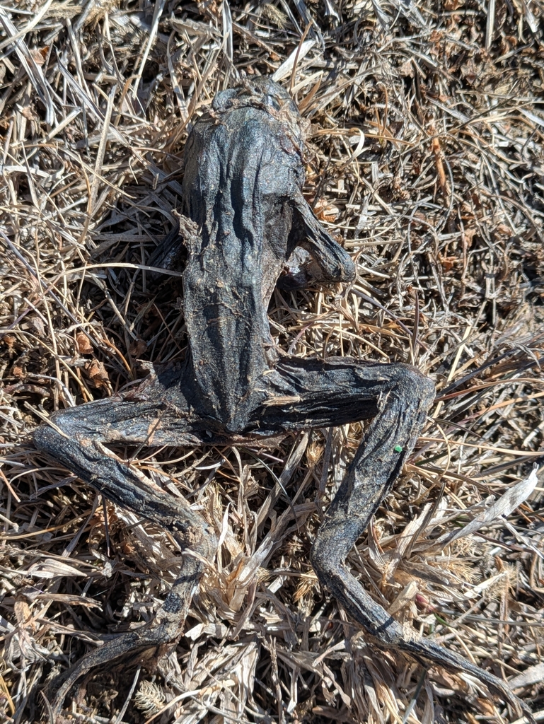 Frogs and Toads from Riverview, Omaha, NE 68108, USA on March 2, 2025 ...
