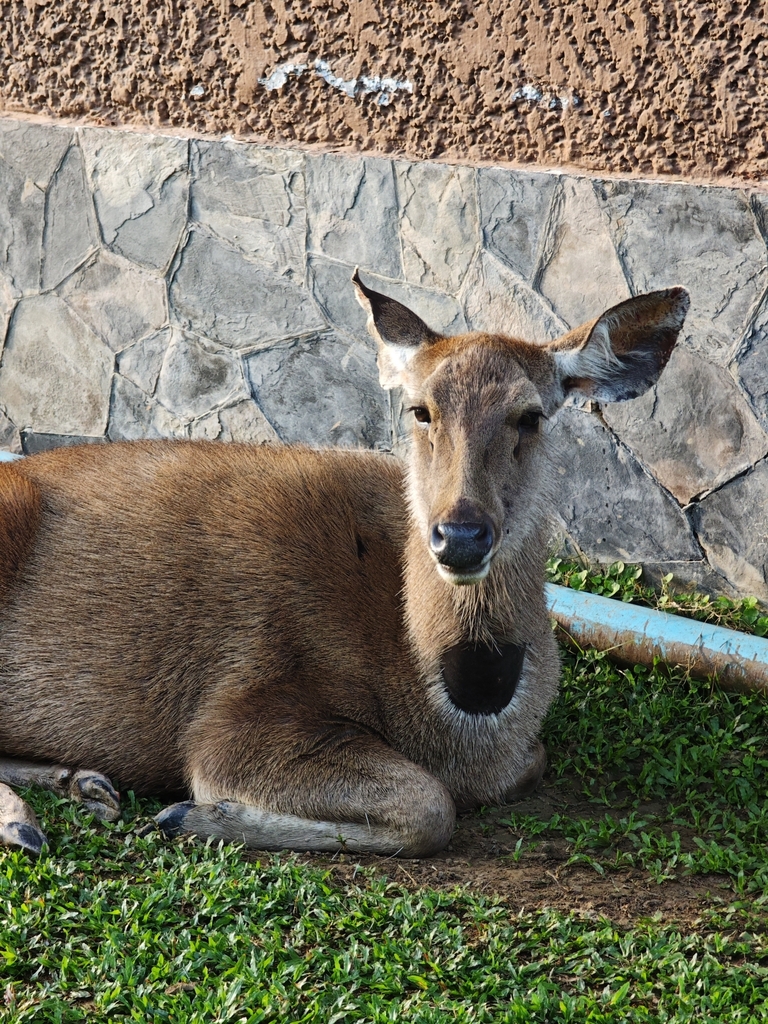 Sambar in March 2025 by Sam Hambly · iNaturalist
