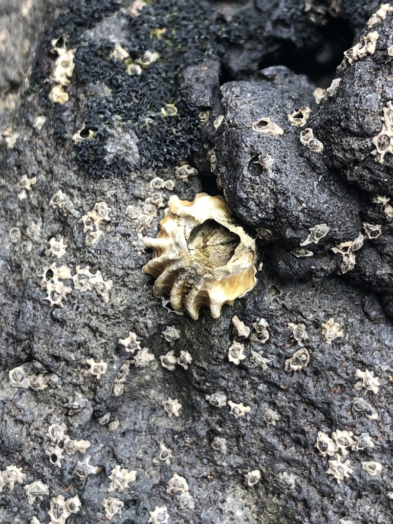 Plicate barnacle from South Pacific Ocean, Diamond Harbour, Canterbury ...