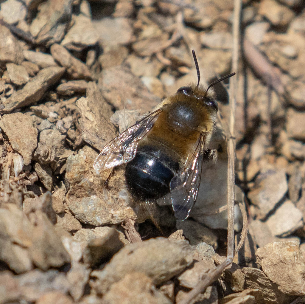 Common Digger Bees from North Peak, Mount Diablo State Park, Contra ...
