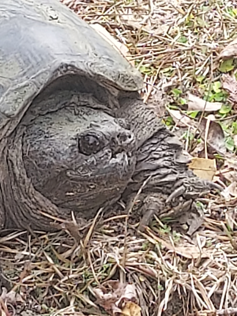 Common Snapping Turtle from Grays Creek on March 13, 2025 by Sarah ...