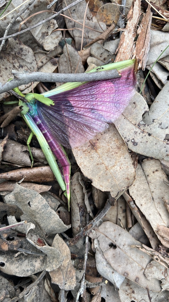 Red-winged Stick Insect from Stockyard Creek NSW 2460, Australia on ...