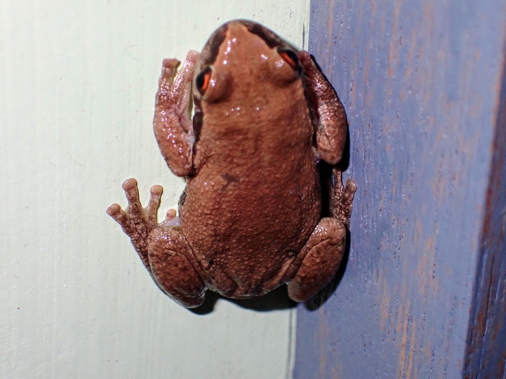 Desert Tree Frog from Sandstone WA 6639, Australia on March 14, 2025 at ...