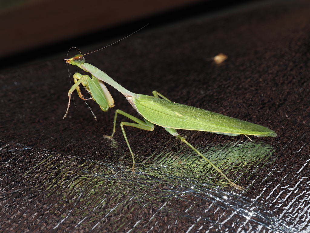 Formosan Giant Mantis from 中国海南省五指山市 on March 26, 2024 at 11:45 PM by 吕天朗 · iNaturalist