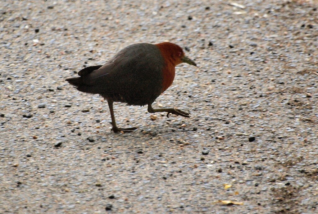 Red-necked Crake from Lake Eacham QLD, Australia on August 18, 2011 at ...