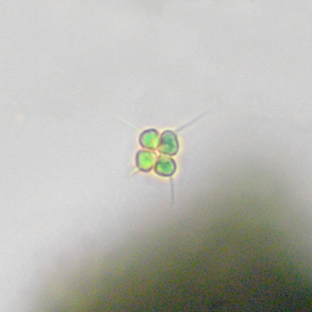 (Tetrastrum elegans) - Botanical Realm