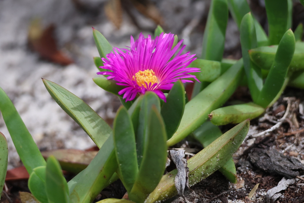 Angular Sea-fig from Inskip QLD, Australia on March 13, 2025 at 12:58 ...