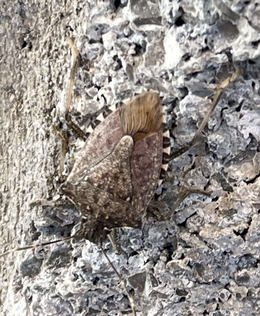 Brown Marmorated Stink Bug from Jefferson City, TN, USA on March 12 ...