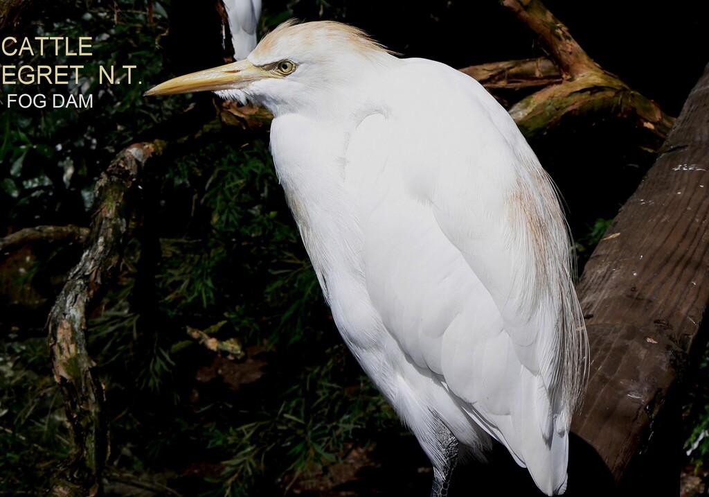Eastern Cattle-Egret from Middle Point NT 0822, Australia on July 12 ...