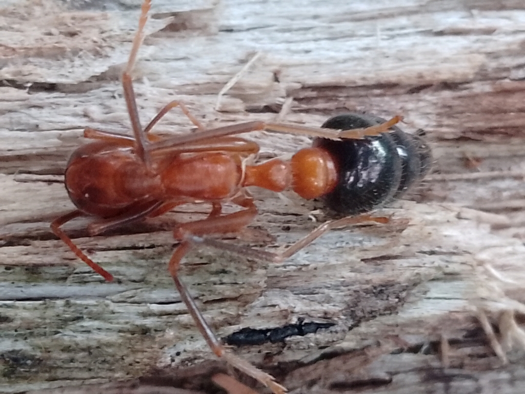 Inchman Ant from Pelverata TAS 7150, Australia on March 14, 2025 at 12: ...