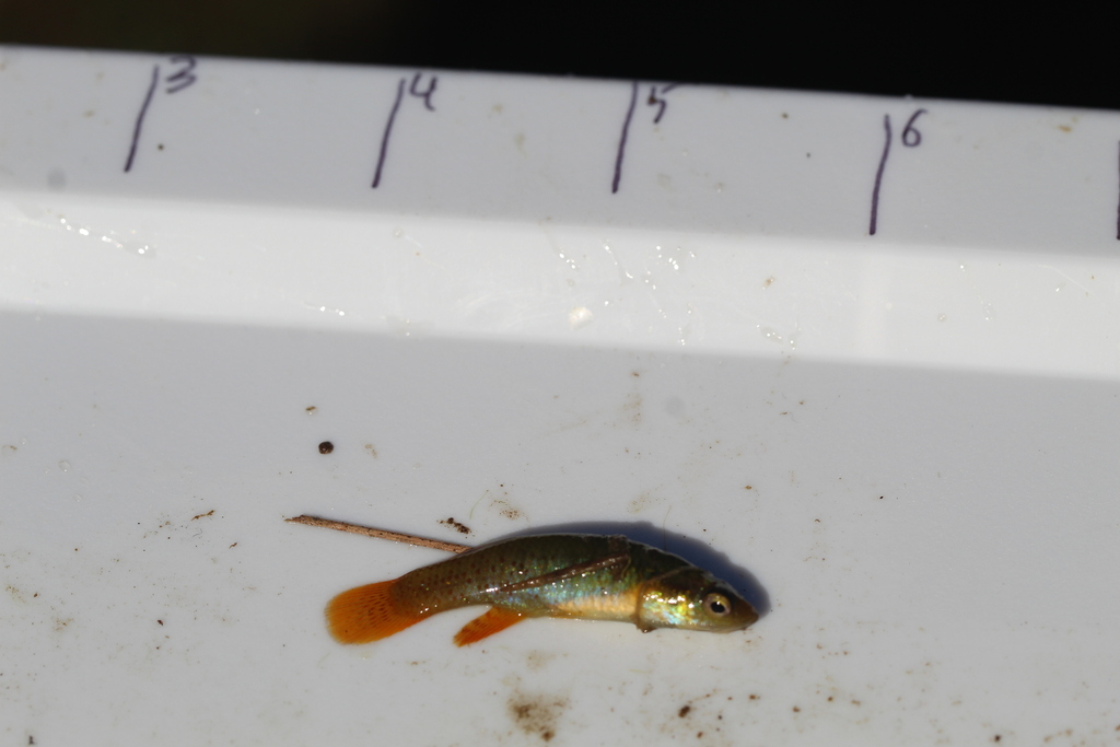 Golden Topminnow from CFPG+H8 Port O'Connor, TX, USA on March 11, 2025 ...