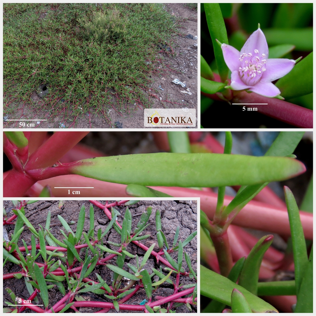 sea purslane from Pantai Bakti, Bekasi Regency, West Java, Indonesia on ...