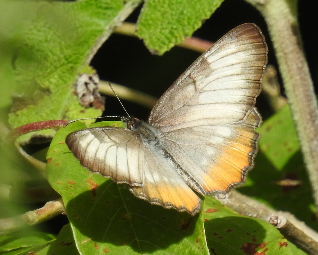 Common Mestra (San Antonio Missions National Historical Park Butterfly ...