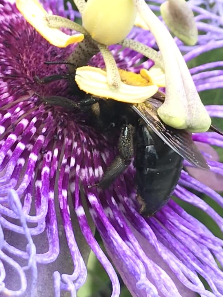 Southern Carpenter Bee from 5661 Pecos St, Orlando, FL, US on August 09 ...