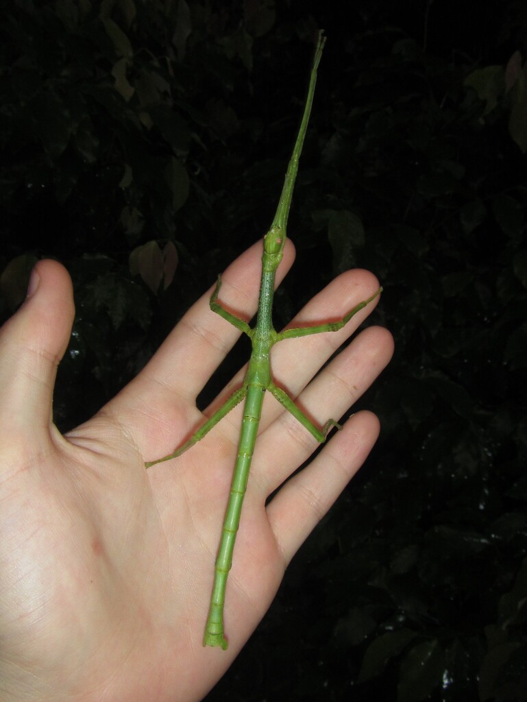 Strong Stick Insect from Babinda QLD 4861, Australia on January 23 ...