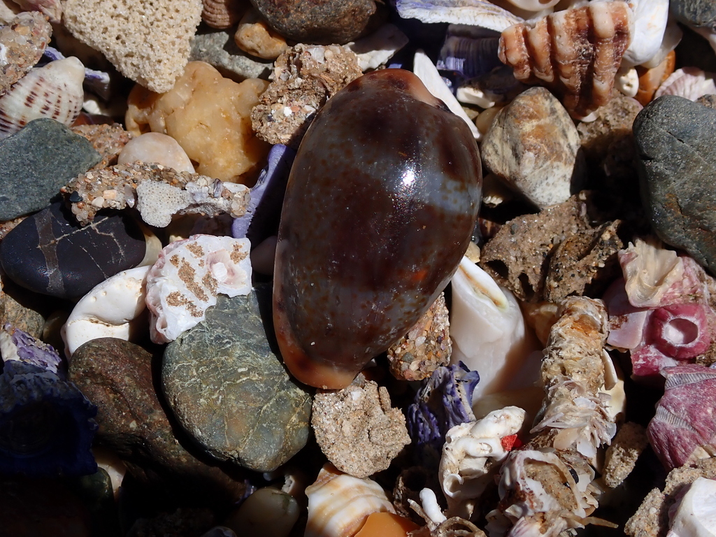 yellow-toothed cowrie from Emerald Beach NSW 2456, Australia on March ...