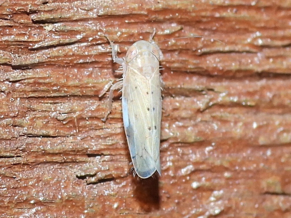 Carvaka from Coomba Park NSW 2428, Australia on March 14, 2025 at 07:58 ...