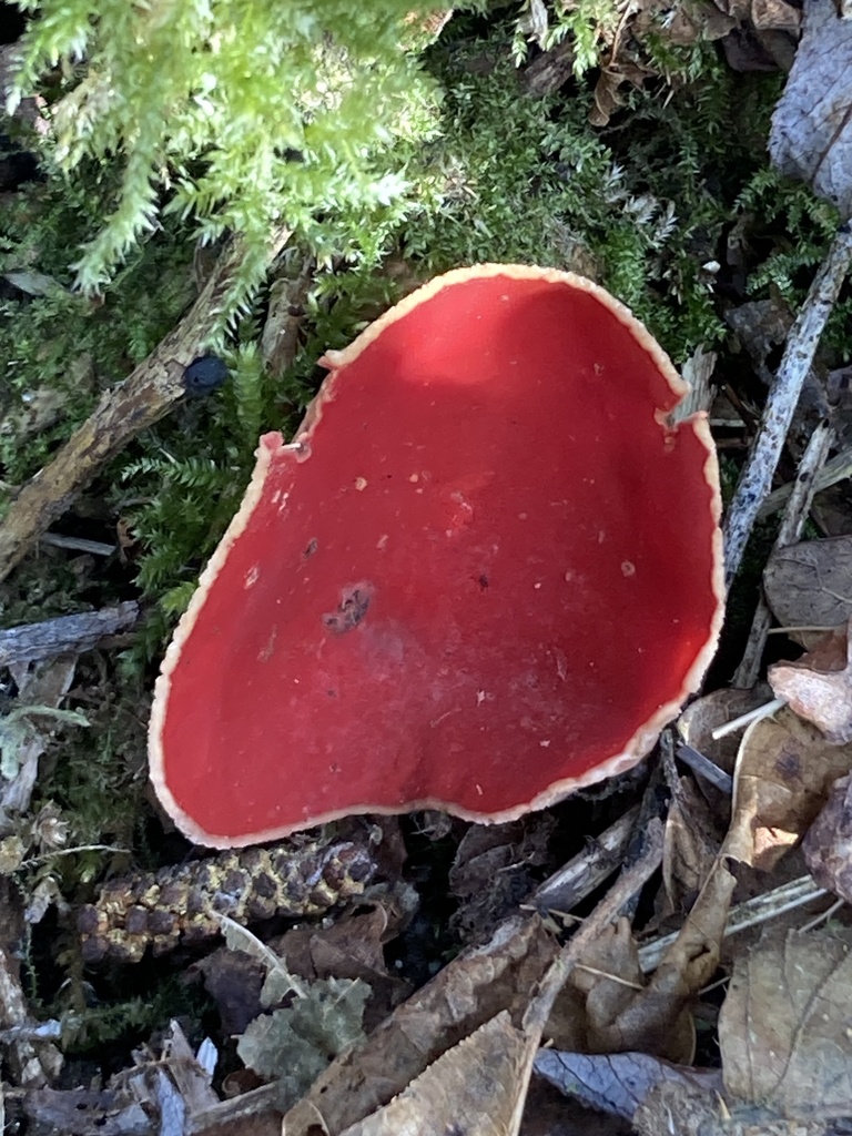 Elf Cups from A38, Liskeard, England, GB on March 14, 2025 at 09:16 AM ...