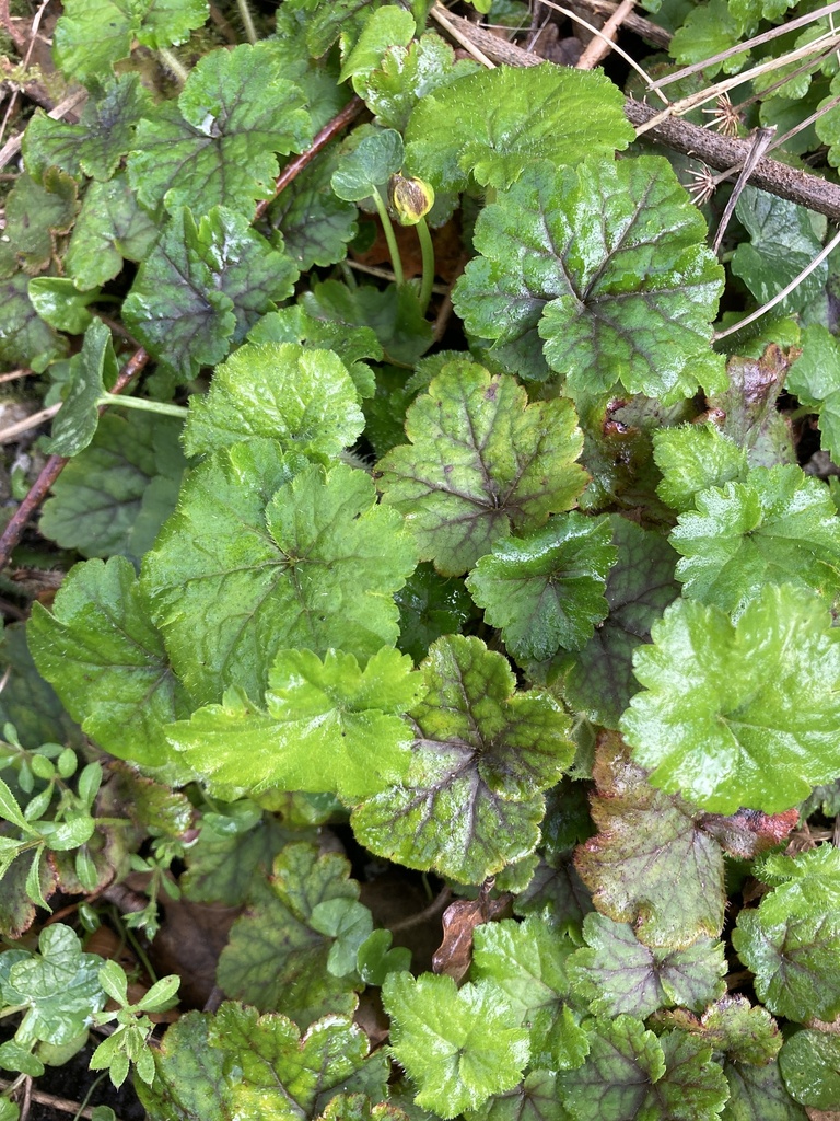 fringe cups from A38, Liskeard, England, GB on March 14, 2025 at 09:17 ...