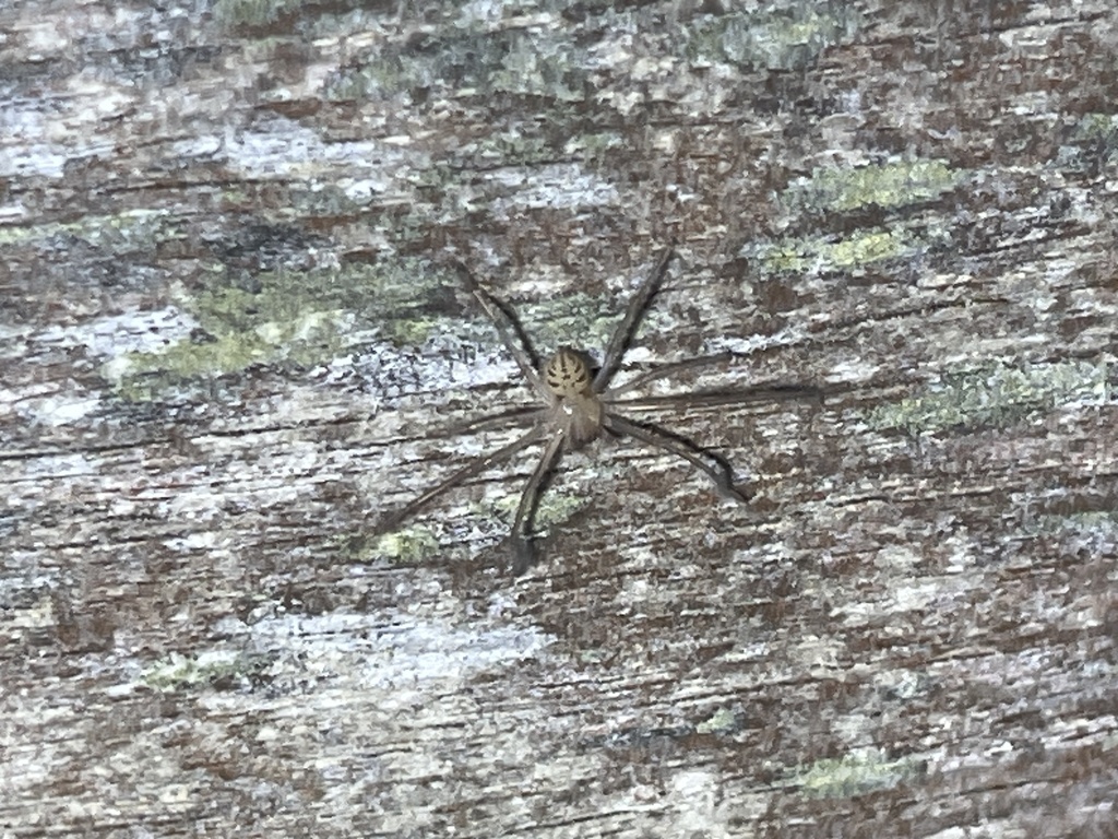 Social Huntsman Spider from Mitchell Hwy, Vittoria, NSW, AU on March 14 ...