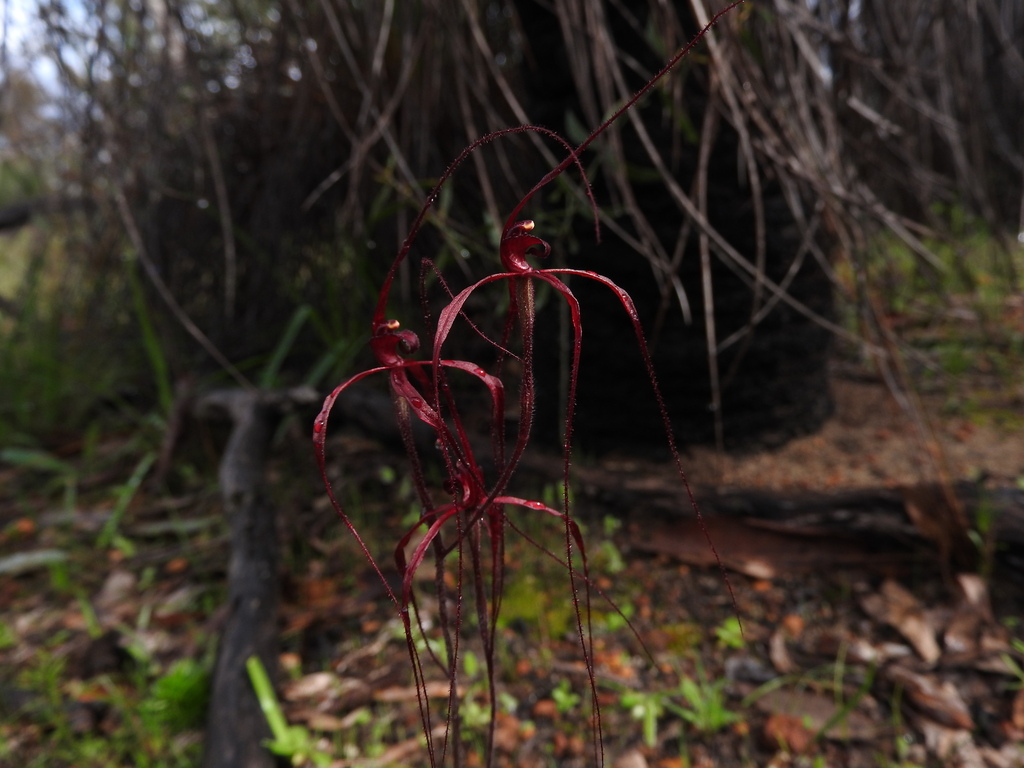 Blood spider orchid from Flynn WA 6302, Australia on September 5, 2024 ...