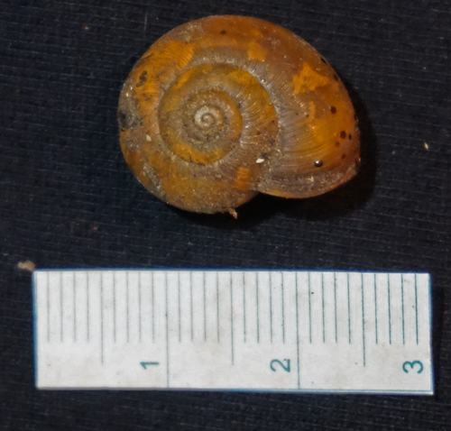 Smooth Button Snail (Mesomphix perlaevis) · iNaturalist