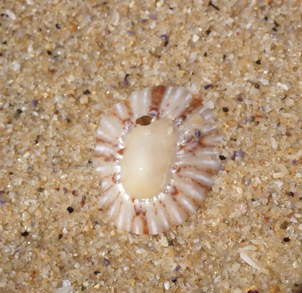 Variegated limpet from Little Bay, Little Bay, NSW, AU on March 14 ...