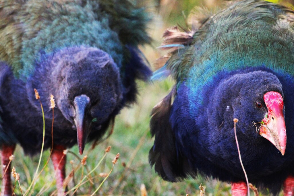 Swamphens and Blue Gallinules from Tiritiri Matangi Island, Auckland ...