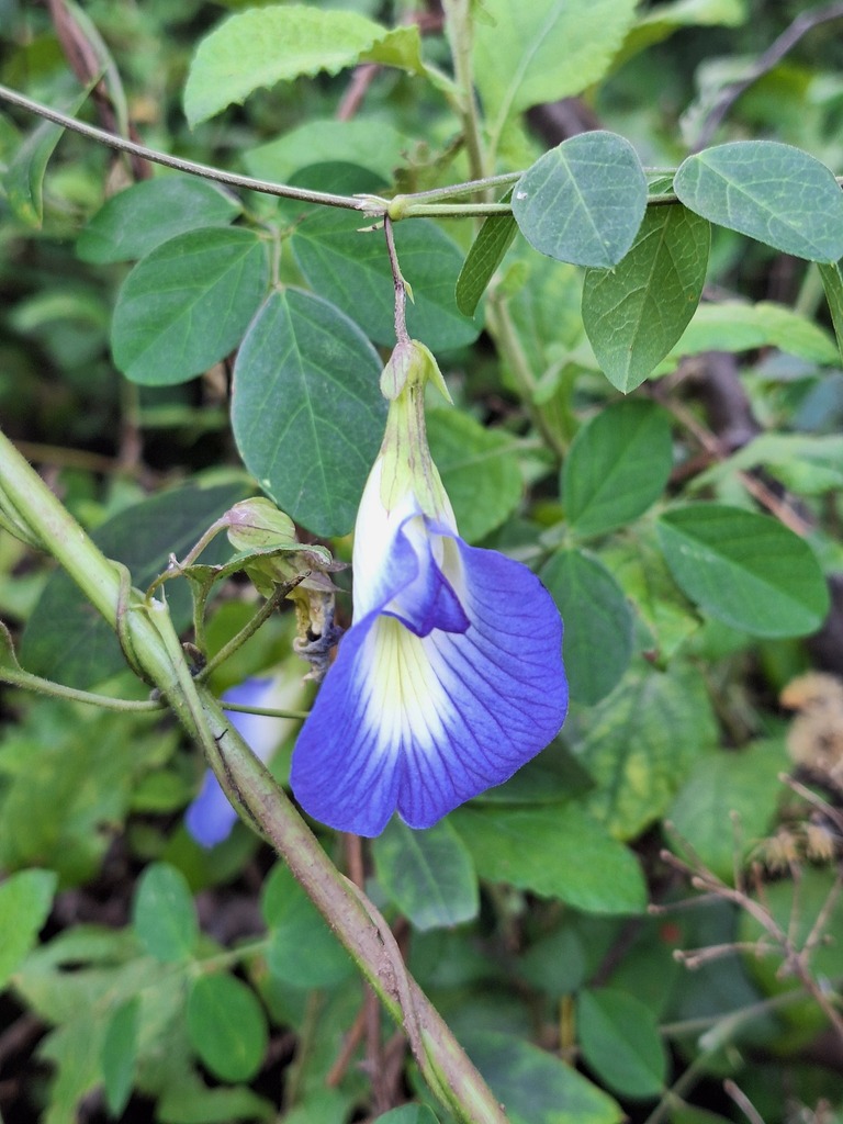 Blue Pea from Moneragala, Šri Lanka on March 14, 2025 at 05:18 PM by ...