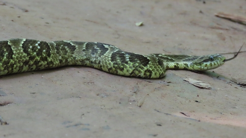 (Xenodon) - Snakes and Lizards