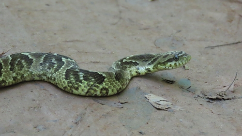 (Xenodon) - Snakes and Lizards