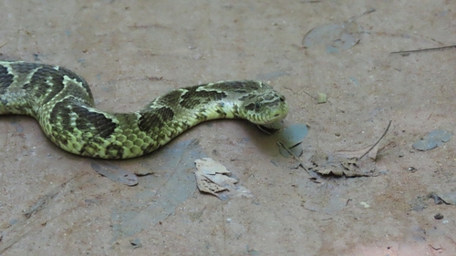 (Xenodon) - Snakes and Lizards